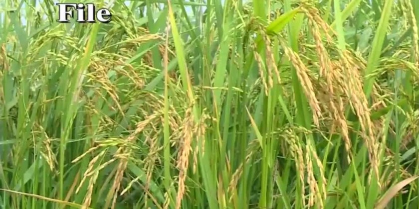 Rice distribution from Ayeyawady Region: Over 50,000 bags of rice distributed across the country ...